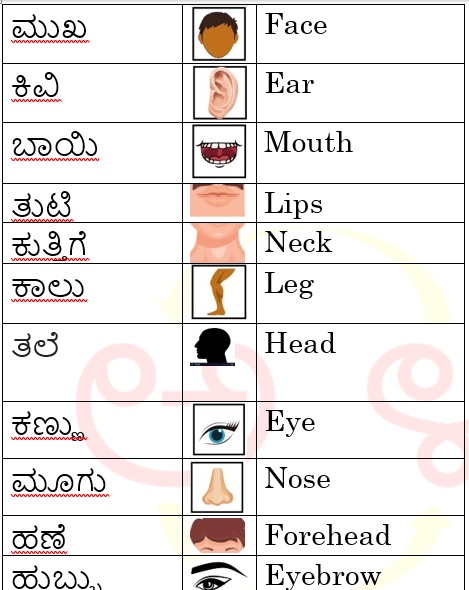 Body Parts For Kannada Body Parts For Kannada